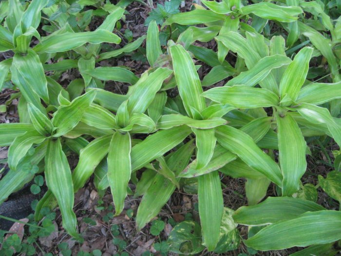 Callisia Fragrans The Rare Variegated Cultivar, The False Bromeliad ...