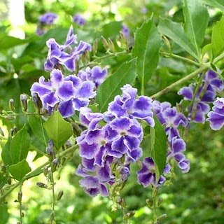Duranta Erecta, Duranta Repens, Golden Dewdrop Shrub or Tree - 20 Seeds