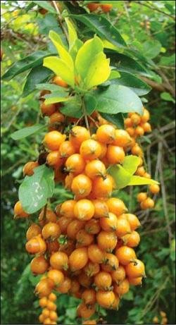 Duranta Erecta, Duranta Repens, Golden Dewdrop Shrub or Tree - 20 Seeds