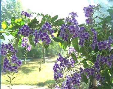 Duranta Erecta, Duranta Repens, Golden Dewdrop Shrub or Tree - 20 Seeds
