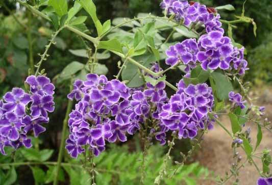 Duranta Erecta, Duranta Repens, Golden Dewdrop Shrub or Tree - 50 Seeds