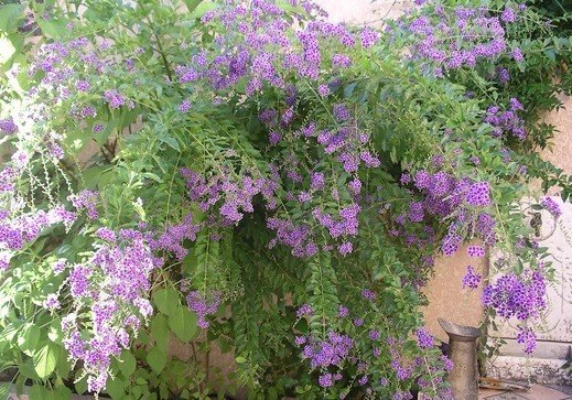 Duranta Erecta, Duranta Repens, Golden Dewdrop Shrub or Tree - 50 Seeds