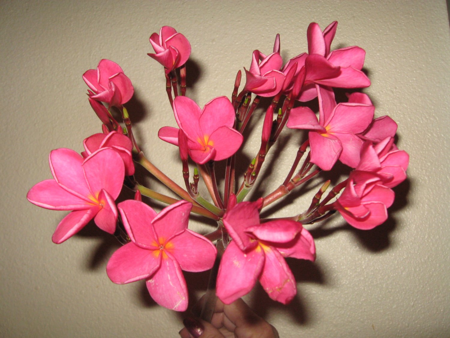 Miami Rose Plumeria Bush/Tree, Hawaiian Lei Flower! Frangipani