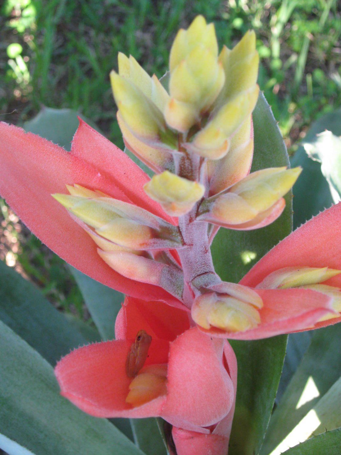 Aechmea Little Harv, Large Full Sun Bromeliad