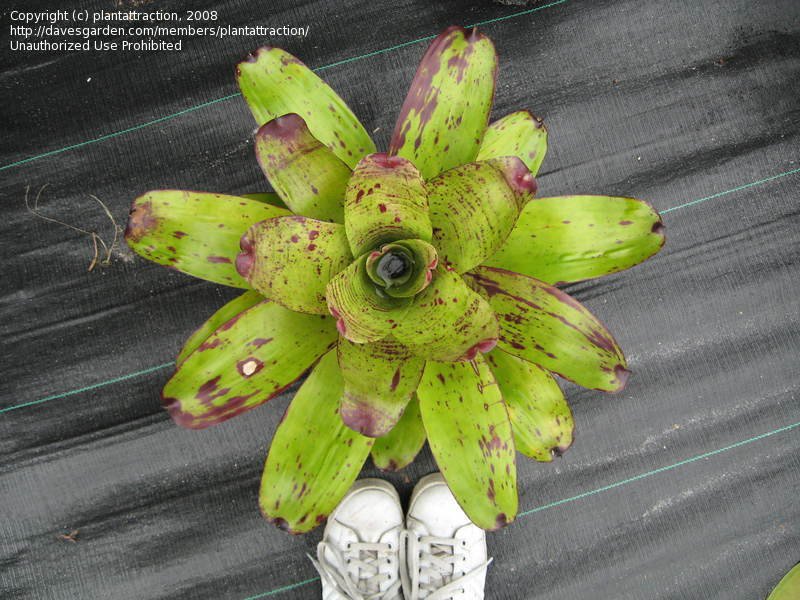 Neoregelia Concentrica Bullis Hybrid Bromeliad