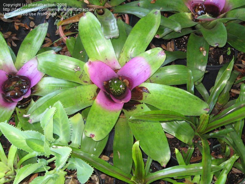 Neoregelia Concentrica Bullis Hybrid Bromeliad