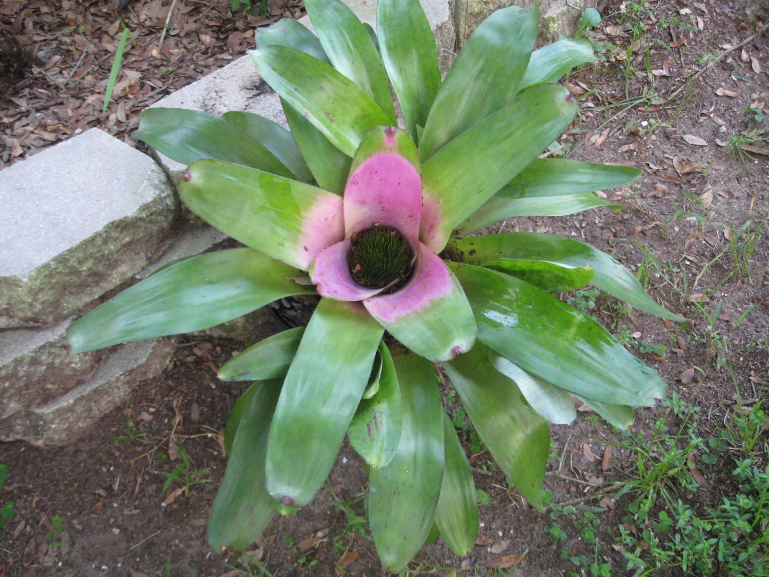 Neoregelia Concentrica Bullis Hybrid Bromeliad
