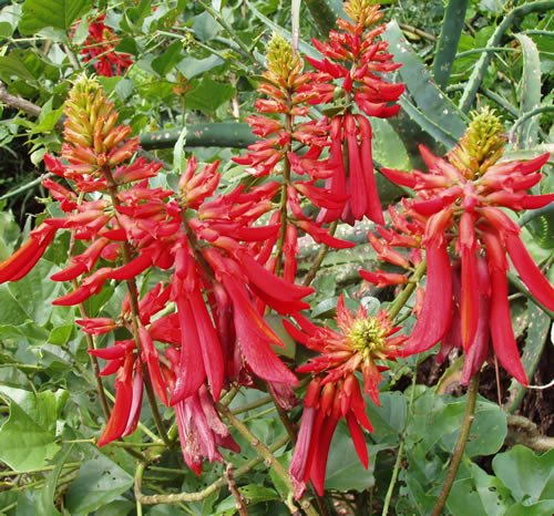 Erythrina Humeana, Cold Hardy Dwarf Coral Tree, PERFECT for small gardens!