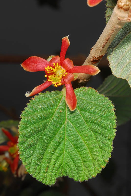 Grewia Villosa Shrub 5 Seeds, Endangered Mallow Raisin