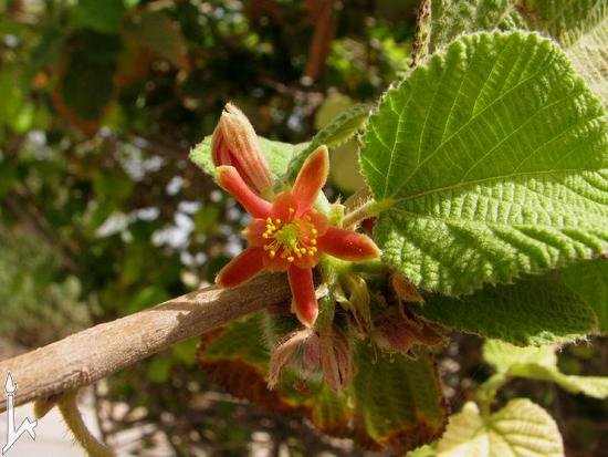Grewia Villosa Shrub 5 Seeds, Endangered Mallow Raisin
