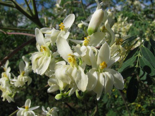 Moringa Oleifera / Pterygosperma, Horseradish Tree 10 Seeds