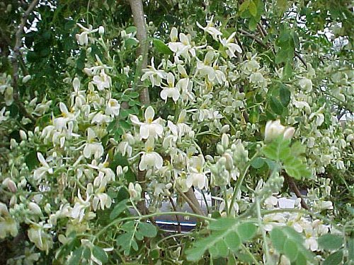 Moringa Oleifera / Pterygosperma, Horseradish Tree 10 Seeds