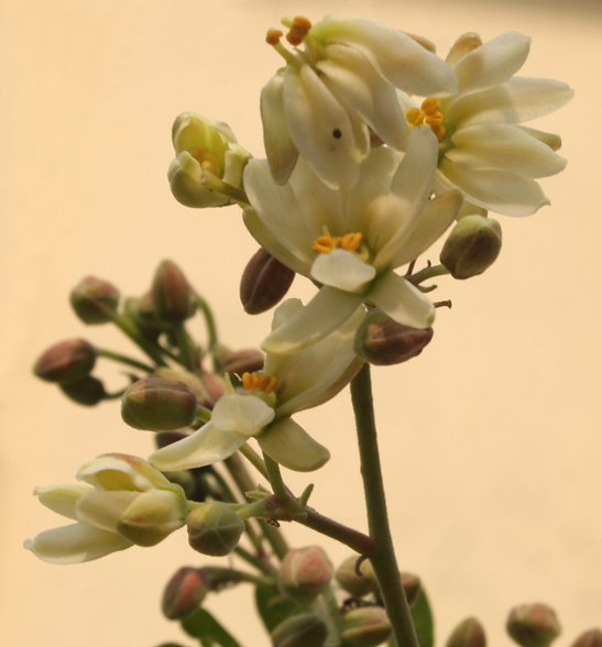 Moringa Oleifera / Pterygosperma, Horseradish Tree 10 Seeds