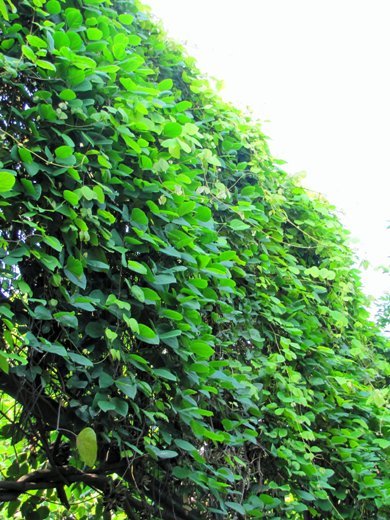 Rare Mucuna Macrocarpa, Rusty Leaf Muunai Vine Seed, Long Fruited