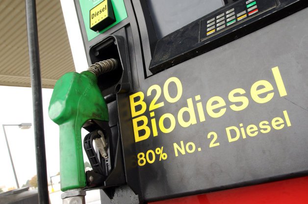 Jatropha Curcas Tree, Bio Diesel Fuel Source, Physic Nut 50 Seeds