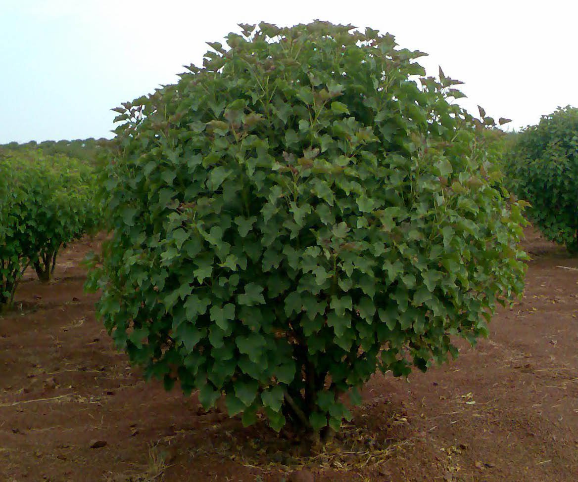 Jatropha Curcas Tree, Bio Diesel Fuel Source, Physic Nut 50 Seeds