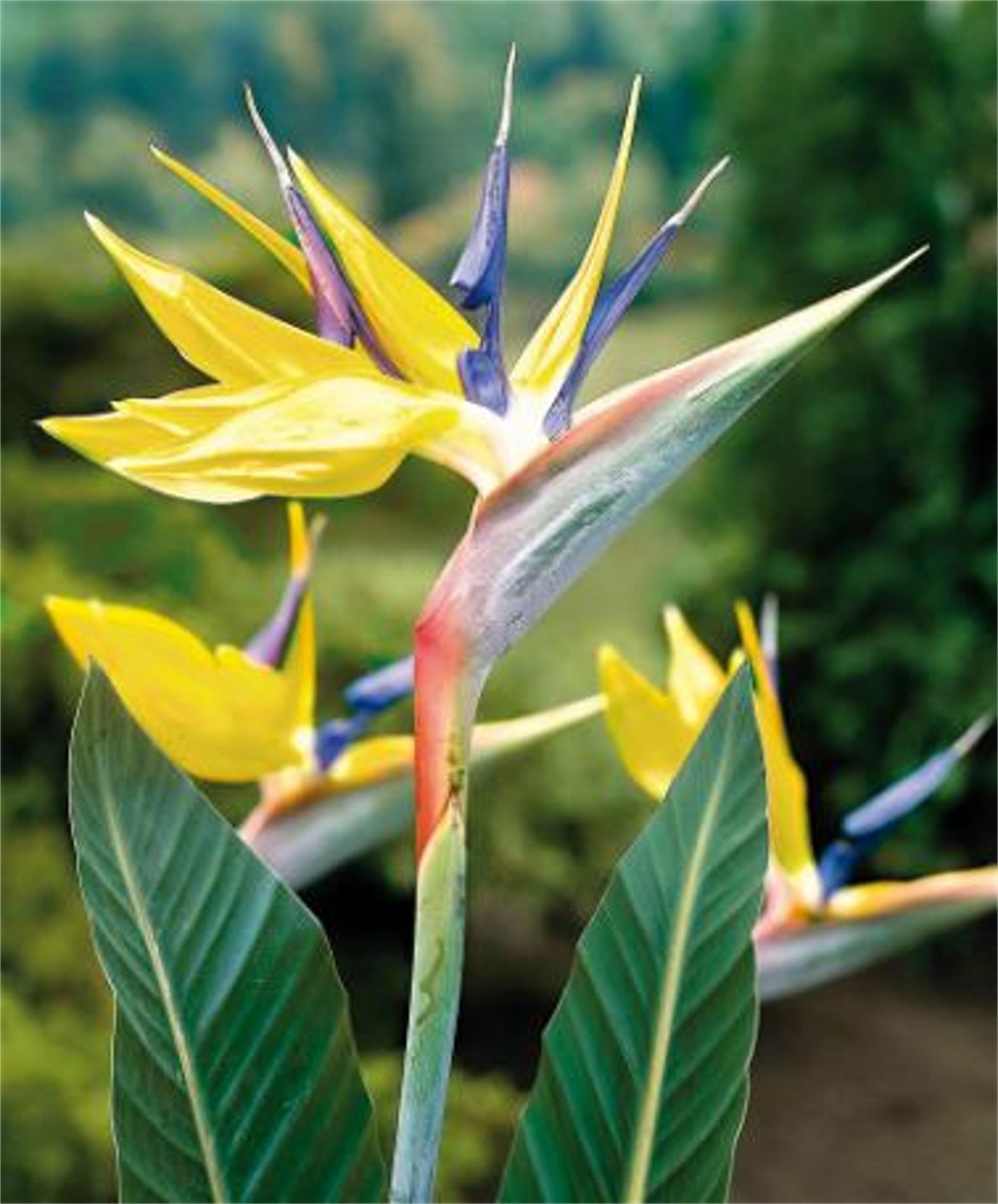 Strelitzia Reginea RARE Mandela's Gold Bird Of Paradise SEEDS