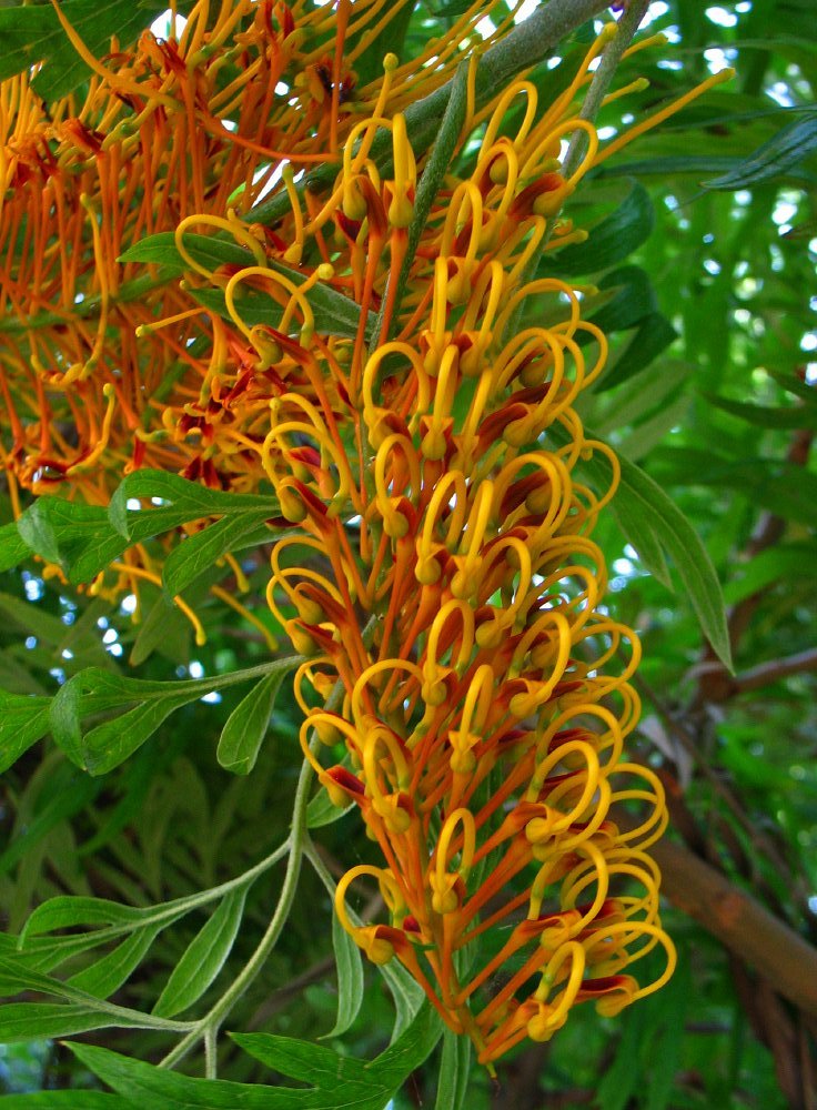 Grevillea Robusta, Southern Silky Oak, Australian Silver Oak Tree 10 Seeds