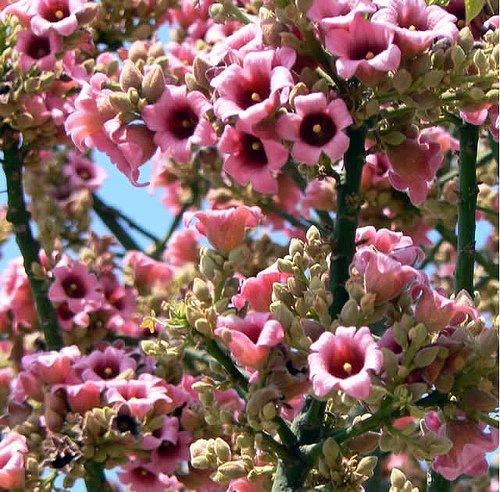 Brachychiton Discolor Tree, Australian Lacebark, Pink Kurrajong 10 Seeds