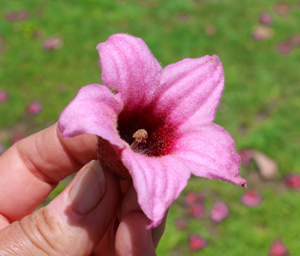 Brachychiton Discolor Tree, Australian Lacebark, Pink Kurrajong 10 Seeds