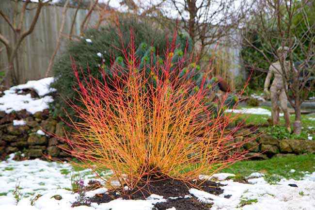 Cornus Sanguinea 20 Seeds, Dogwood Midwinter Fire, Winter Flame Shrub ...