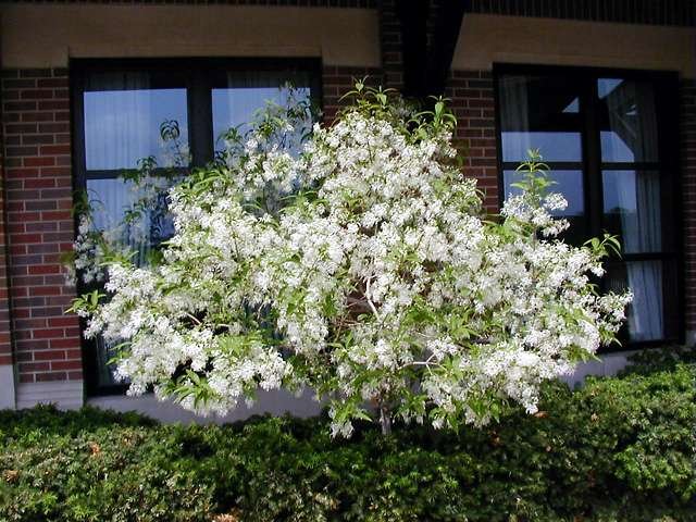 Chionanthus Virginicus 10 Seeds, Hardy White Fringetree, Grancy Greybeard