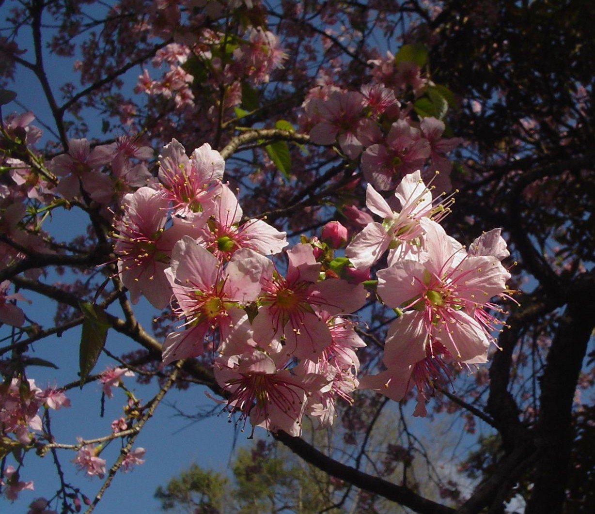 Prunus Cerasoides 20 Seeds, Wild Himalayan Cherry Fruit Tree