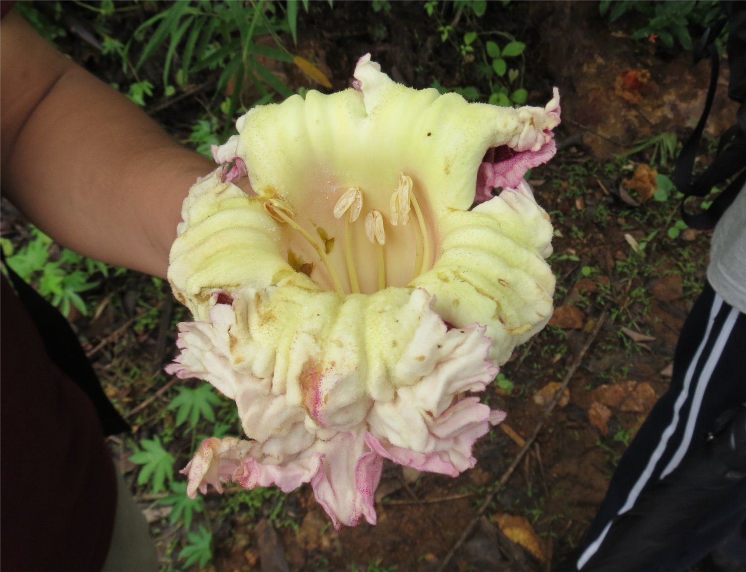 Oroxylum Indicum 100 Seeds, Midnight Horror Tree, Edible Indian Trumpet ...