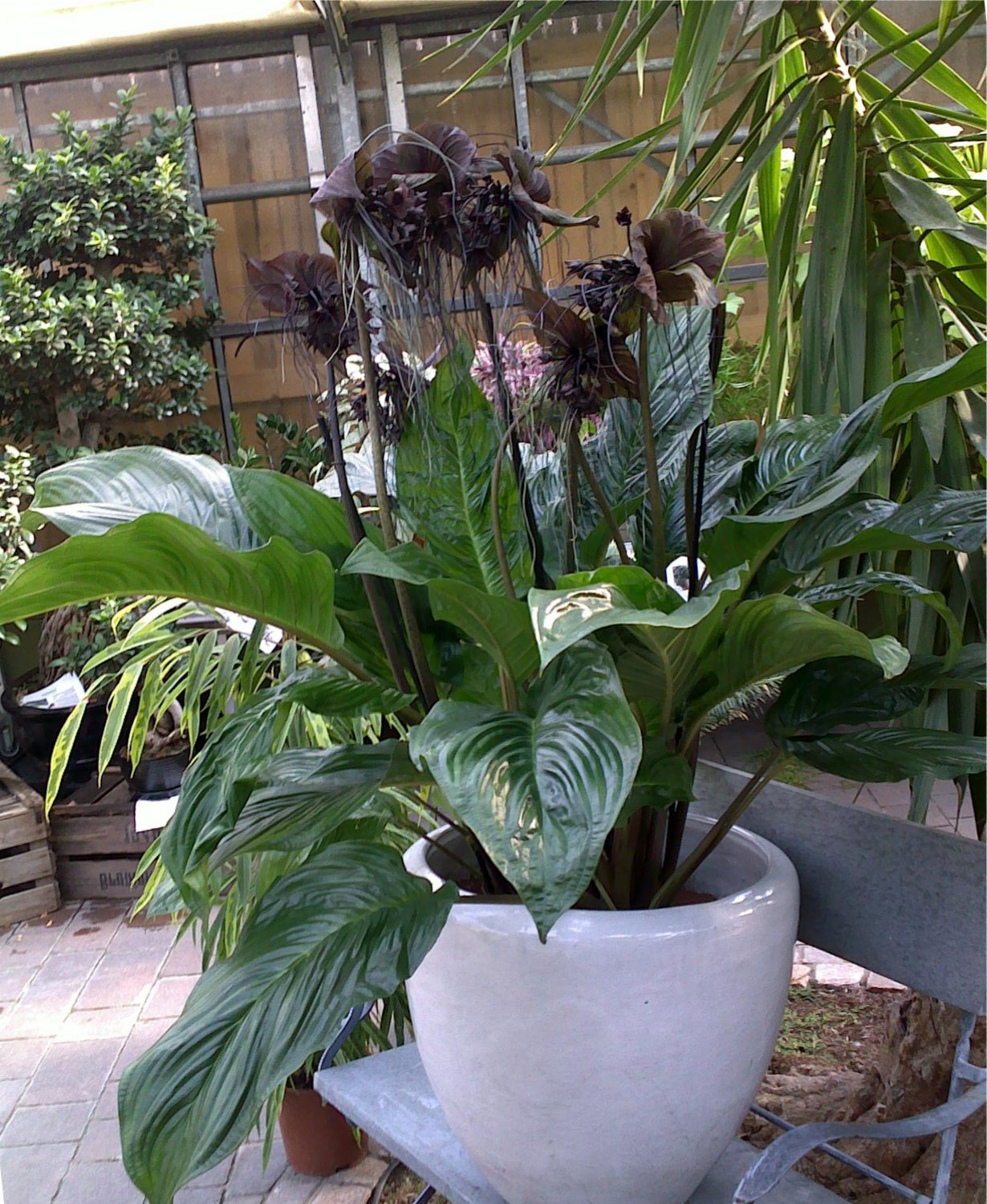 Tacca Chantrieri 10 Seeds, The Black Bat Plant