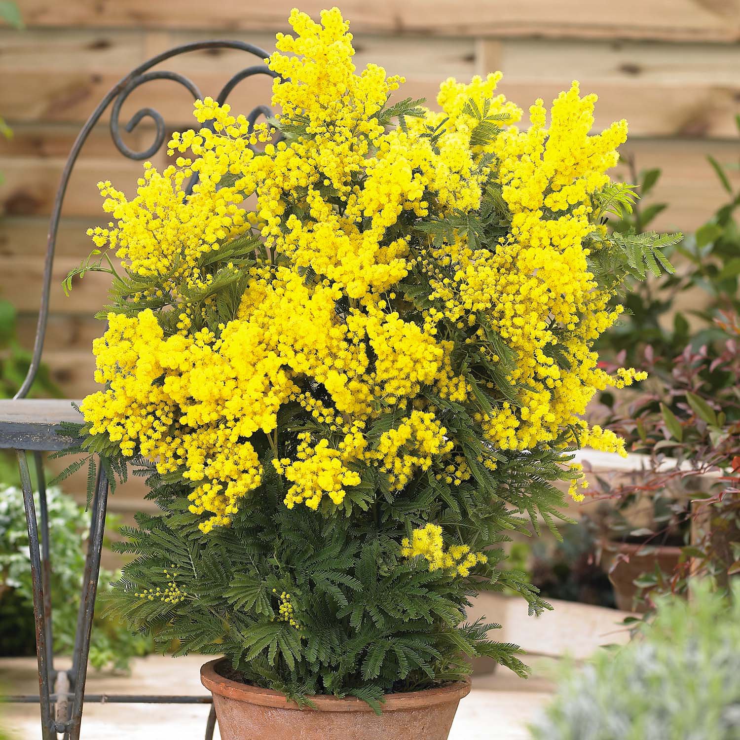 Acacia Dealbata Tree Or Shrub 1,000 Seeds, Silver Wattle Mimosa