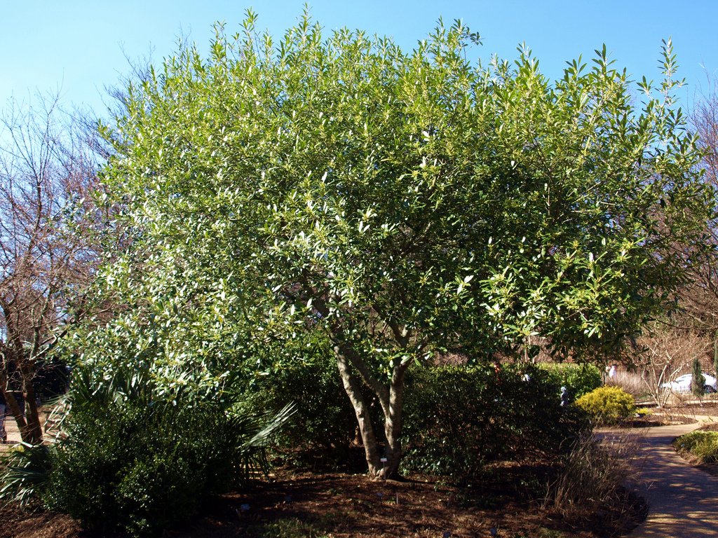 Osmanthus Fragrans Yellow 5 Seeds, Very Fragrant Sweet Olive, Cold ...