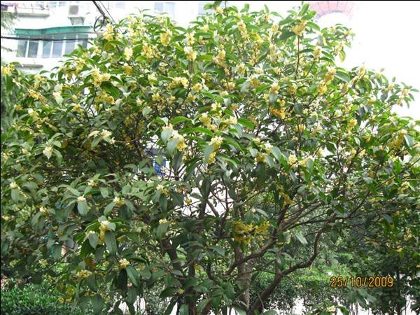 Osmanthus Fragrans Yellow 5 Seeds, Very Fragrant Sweet Olive, Cold ...