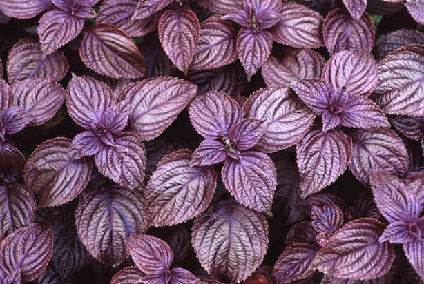 Perilla Frutescens 50 Seeds, Edible Herb Landscaping Beefsteak Plant, Shiso