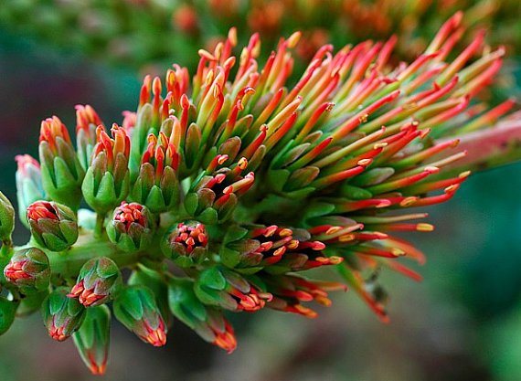 Acrocarpus Fraxinifolius Tree 500 Seeds, Pink Cedar Erosion Control Fodder