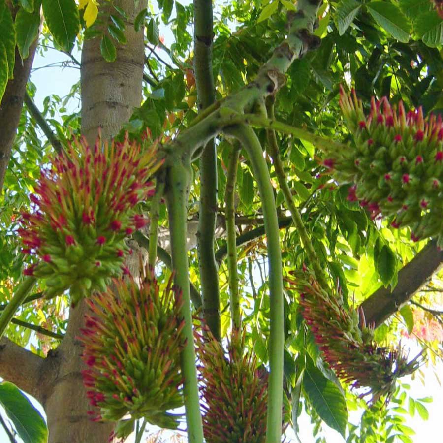 Acrocarpus Fraxinifolius Tree 500 Seeds, Pink Cedar Erosion Control Fodder