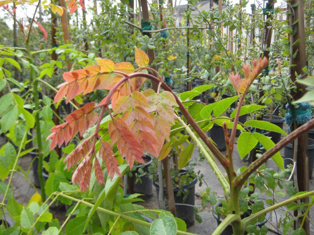 Acrocarpus Fraxinifolius Tree 500 Seeds, Pink Cedar Erosion Control Fodder