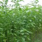 Corchorus Capsularis 20 Seeds, White Jute