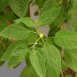 Corchorus Capsularis 20 Seeds, White Jute