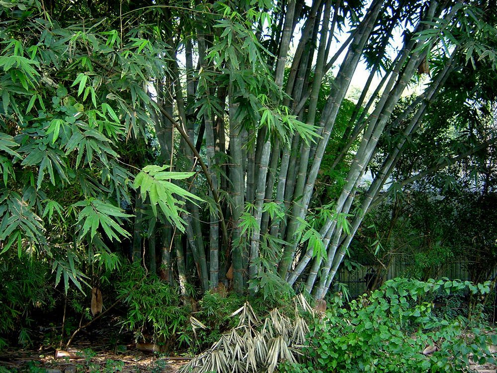 Dendrocalamus Strictus 10 Seeds, Male Bamboo, Solid Bamboo or Calcutta ...