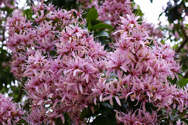 Calodendrum Capense 4 Seeds, African Cape Chestnut Tree
