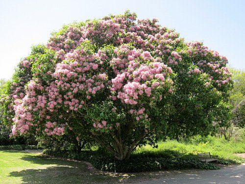 Calodendrum Capense 4 Seeds, African Cape Chestnut Tree