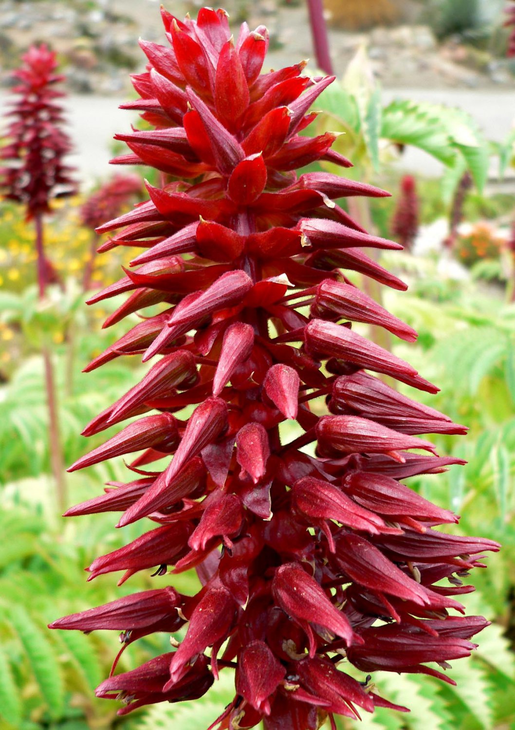 Melianthus Major Shrub 5 Seeds, Exotic Giant Honey Bush