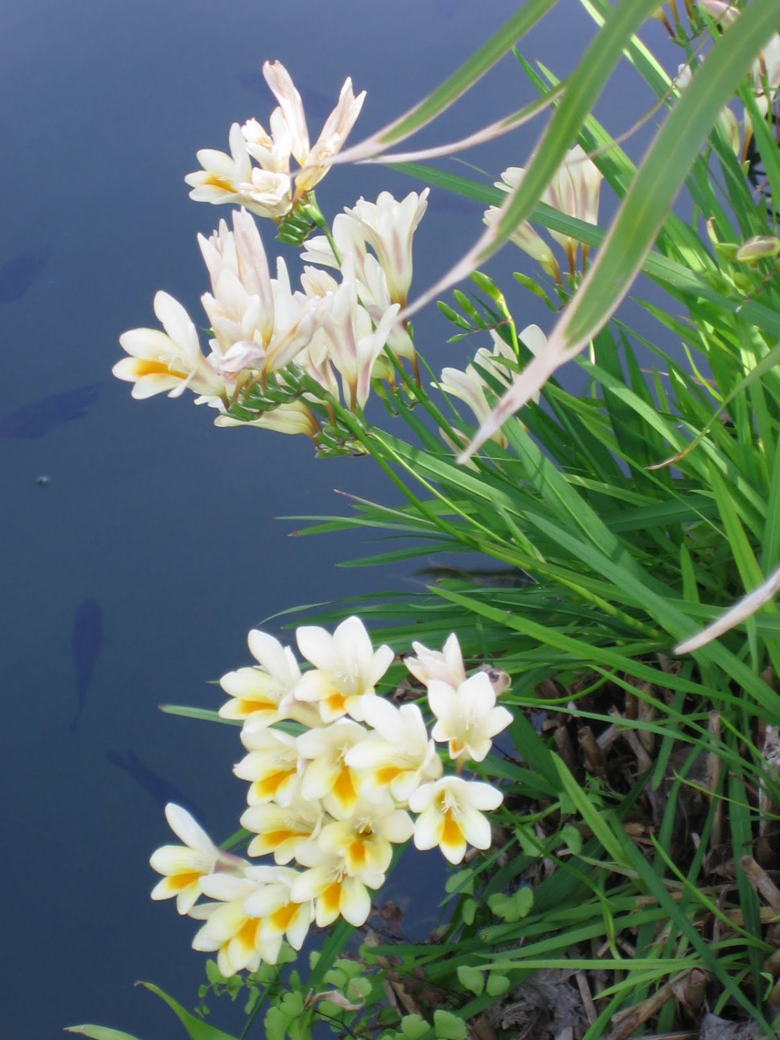 Freesia Alba 10 Seeds, Freesia Picta, Wild Freesia