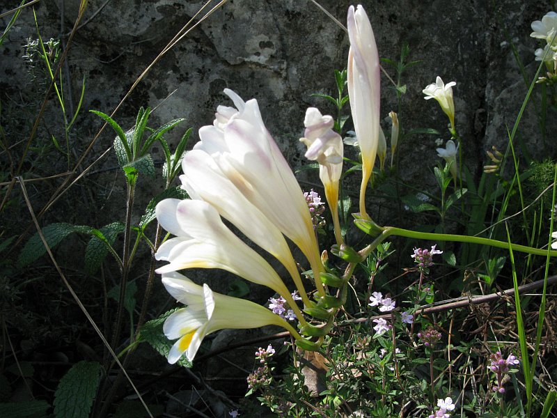 Freesia Alba 10 Seeds, Freesia Picta, Wild Freesia