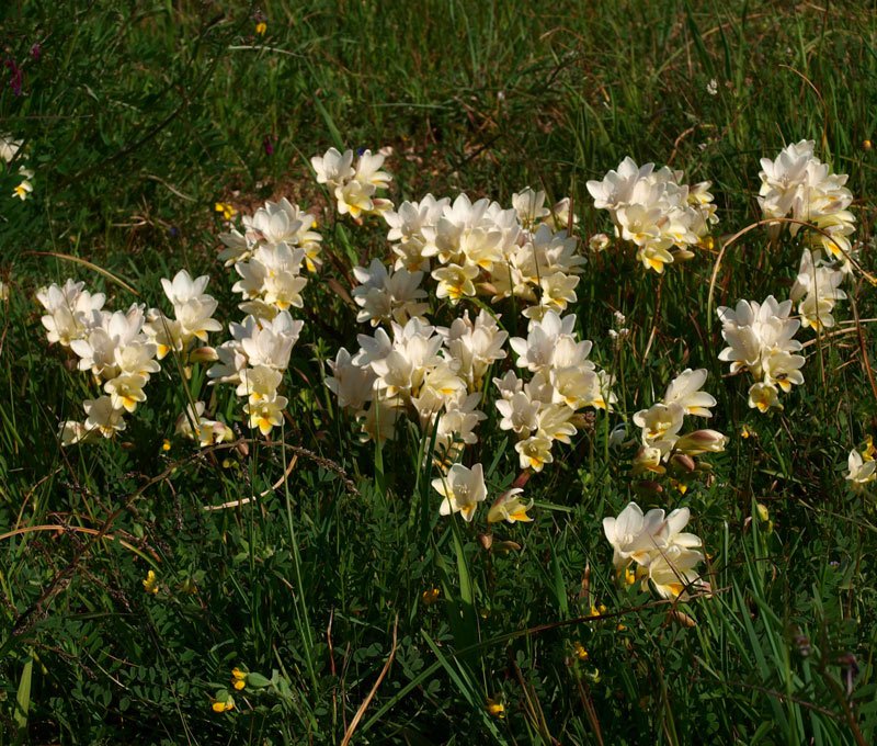 Freesia Alba 10 Seeds, Freesia Picta, Wild Freesia