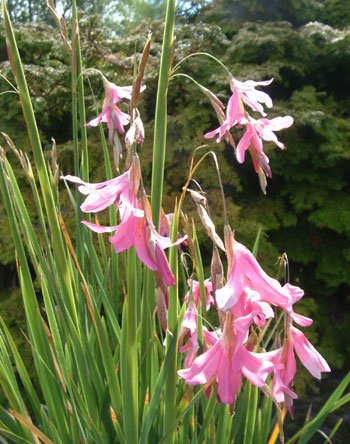 Dierama Pendulum 5 Seeds, Fairy Wand Or Angel’s Fishing Rod