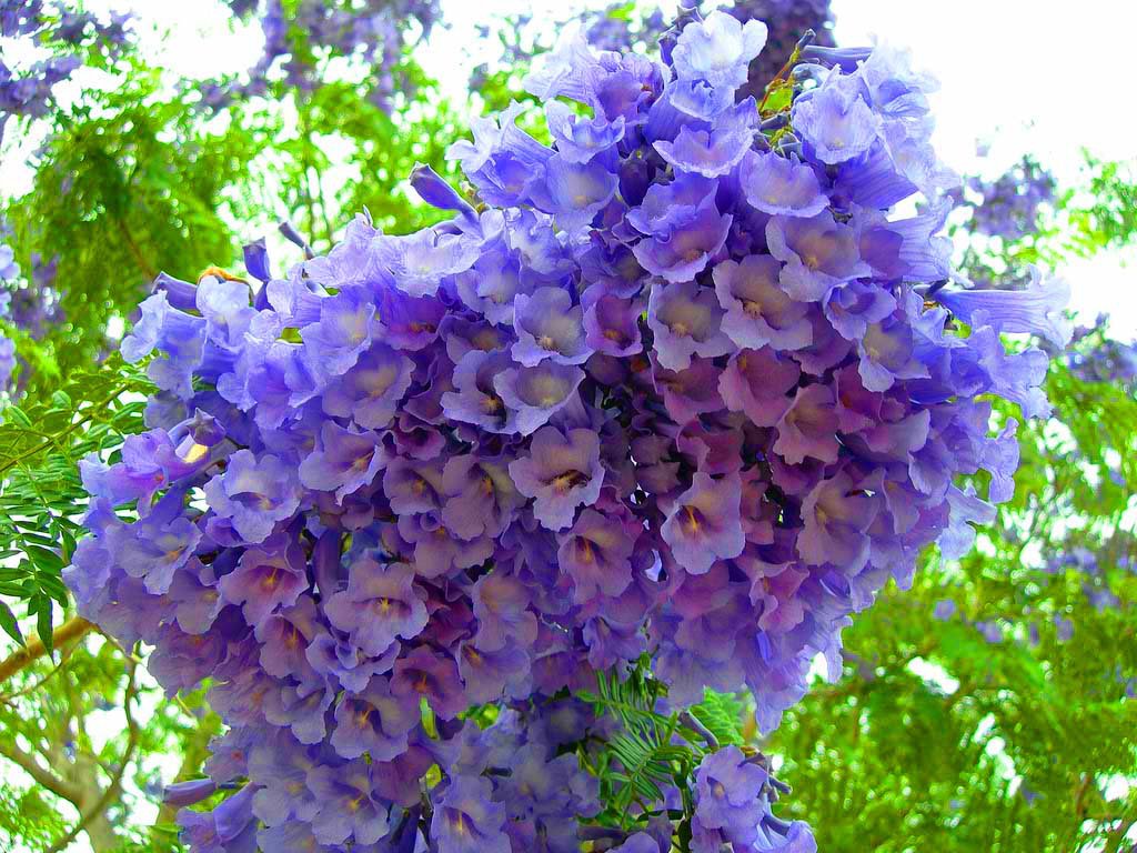 Jacaranda Mimosifolia Fern Tree 60 Seeds, Fragrant Blue Jacaranda, Bonsai