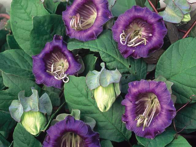 Cobaea Scandens Vine 10 Seeds, Cathedral Bells, Cup & Saucer