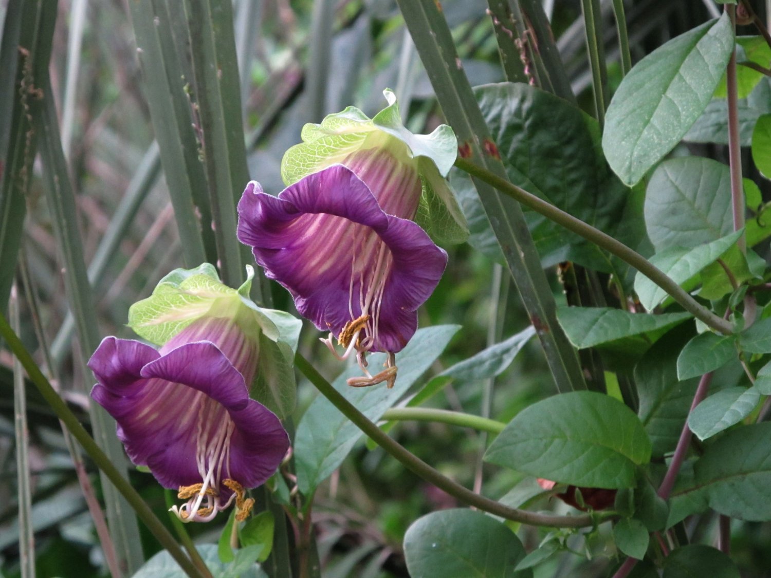 Cobaea Scandens Vine 10 Seeds, Cathedral Bells, Cup & Saucer