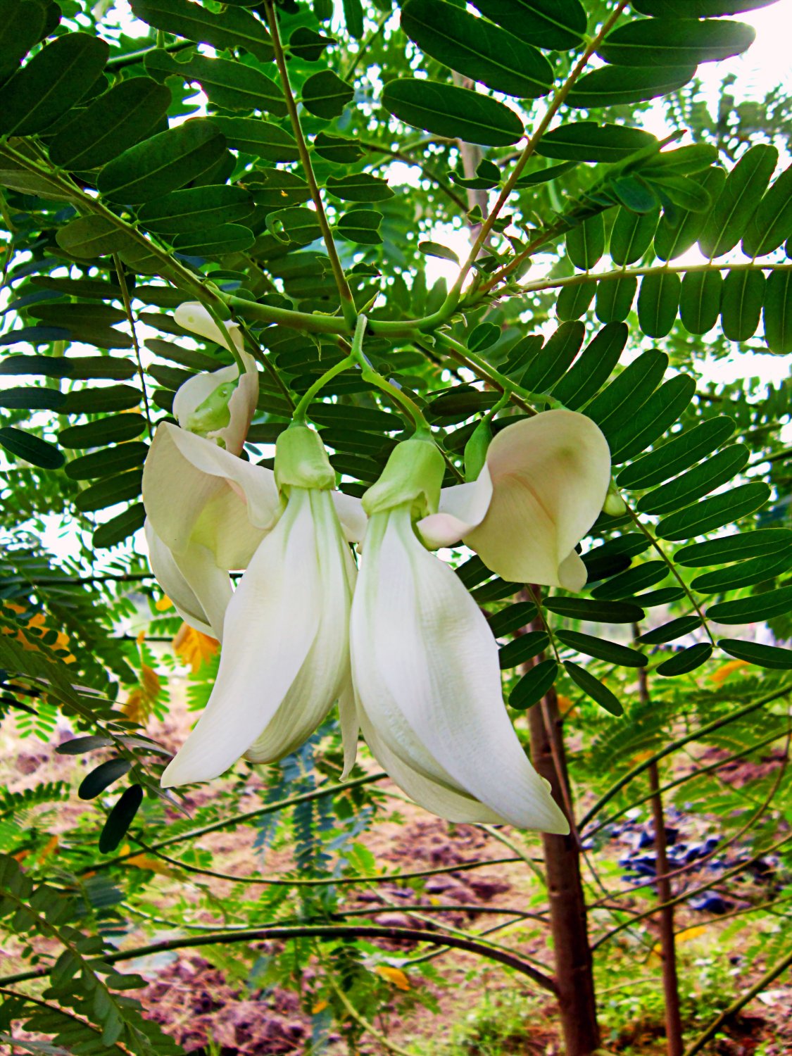 Sesbania Grandiflora Original White 10 Seeds, Hummingbird Tree Edible Agati